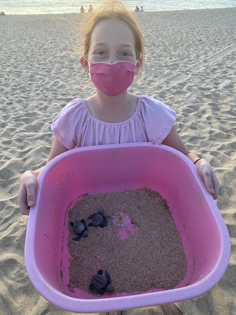 a baby turtle adventure – Travel-Trotter